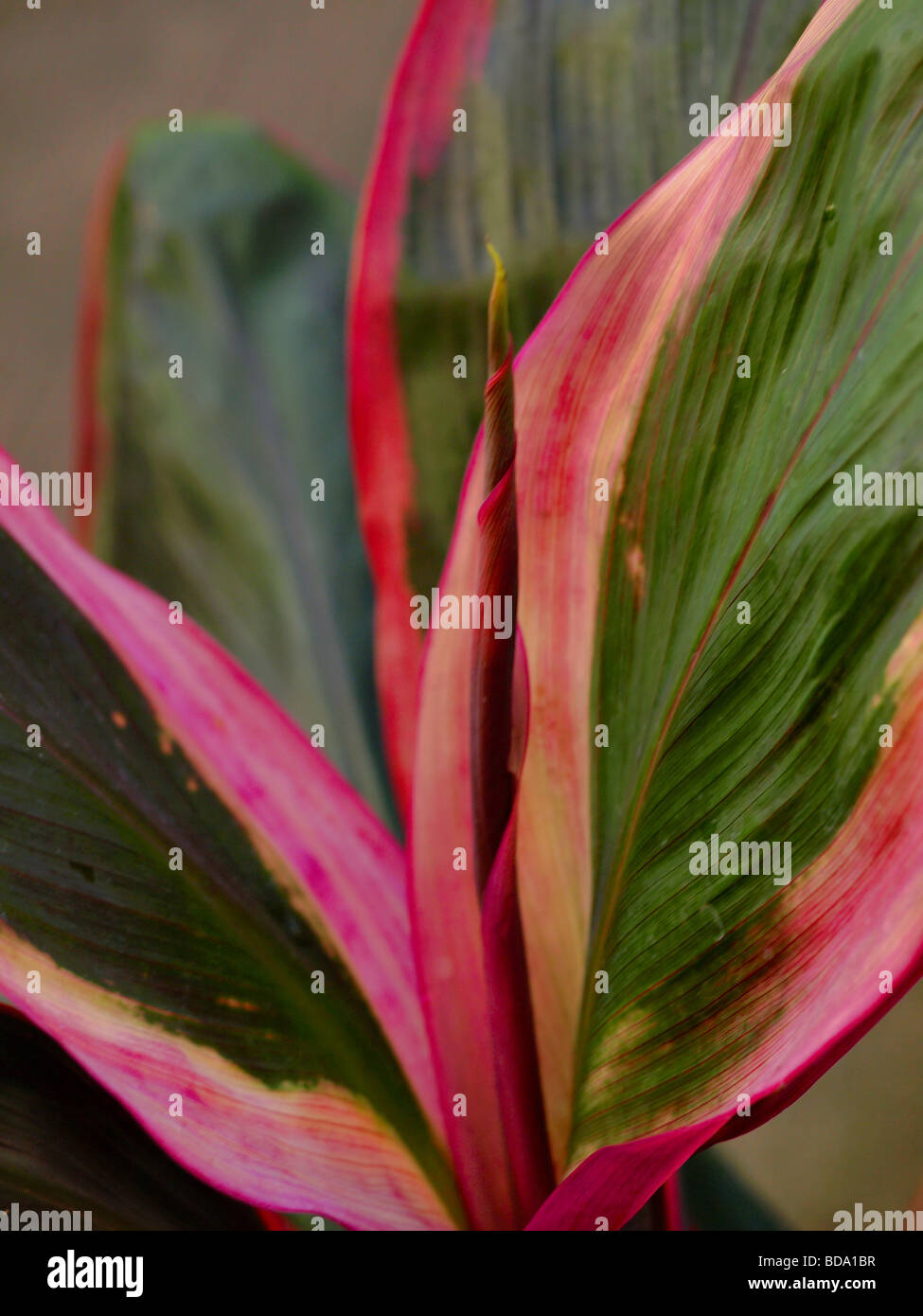 Ti leaves hi-res stock photography and images - Alamy