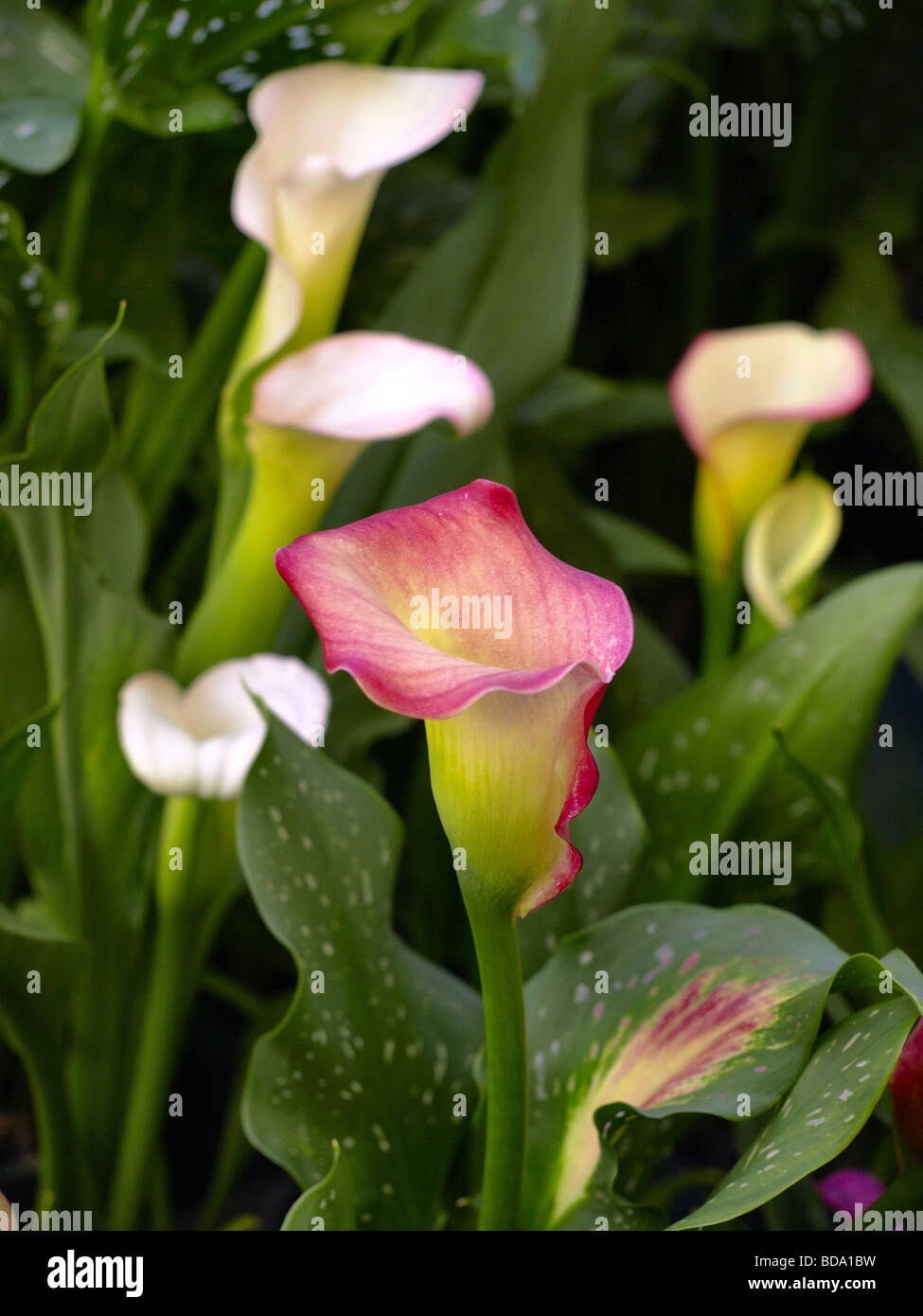 Cala Lily Stock Photos & Cala Lily Stock Images - Alamy