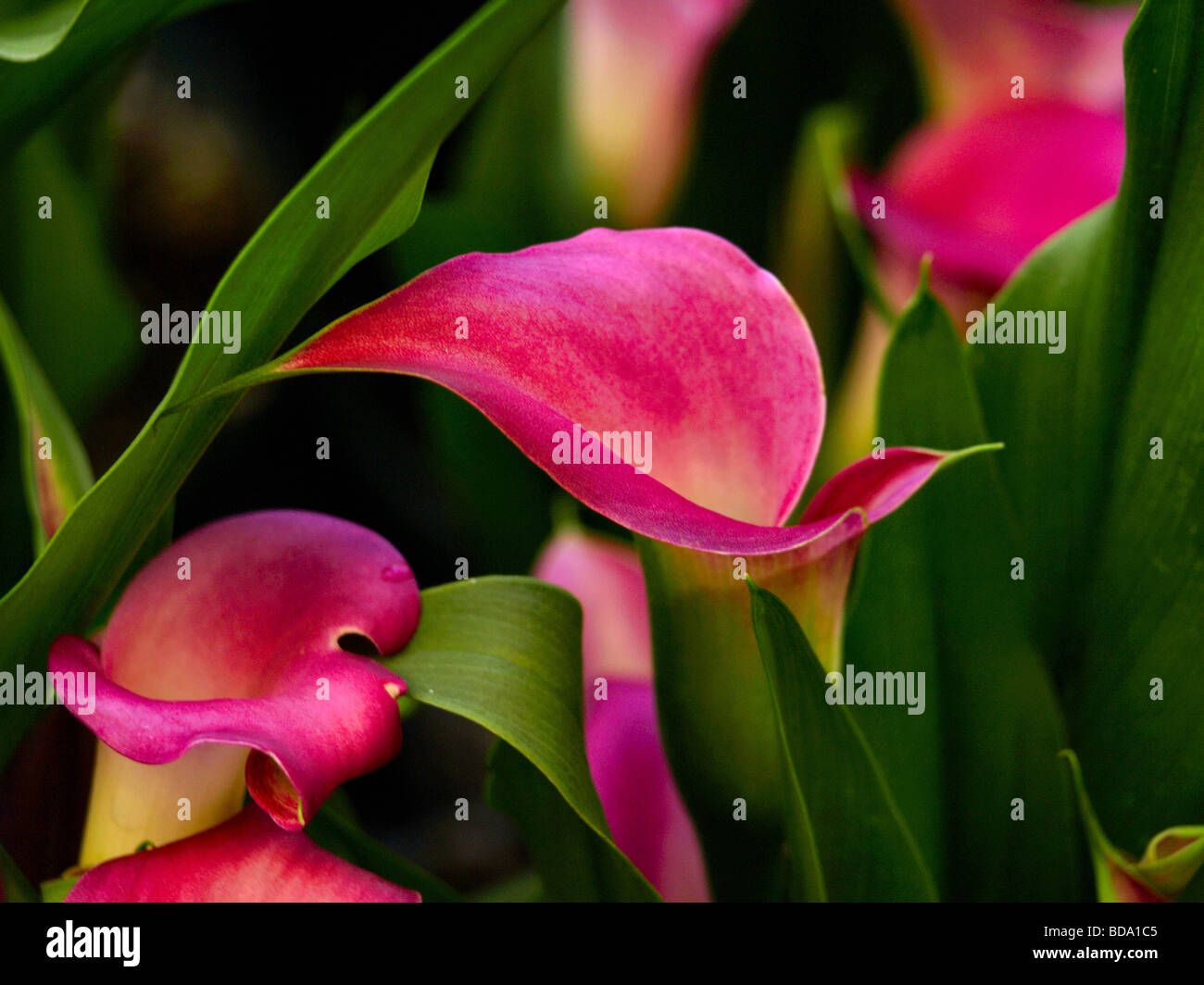 Cala lily hi-res stock photography and images - Alamy