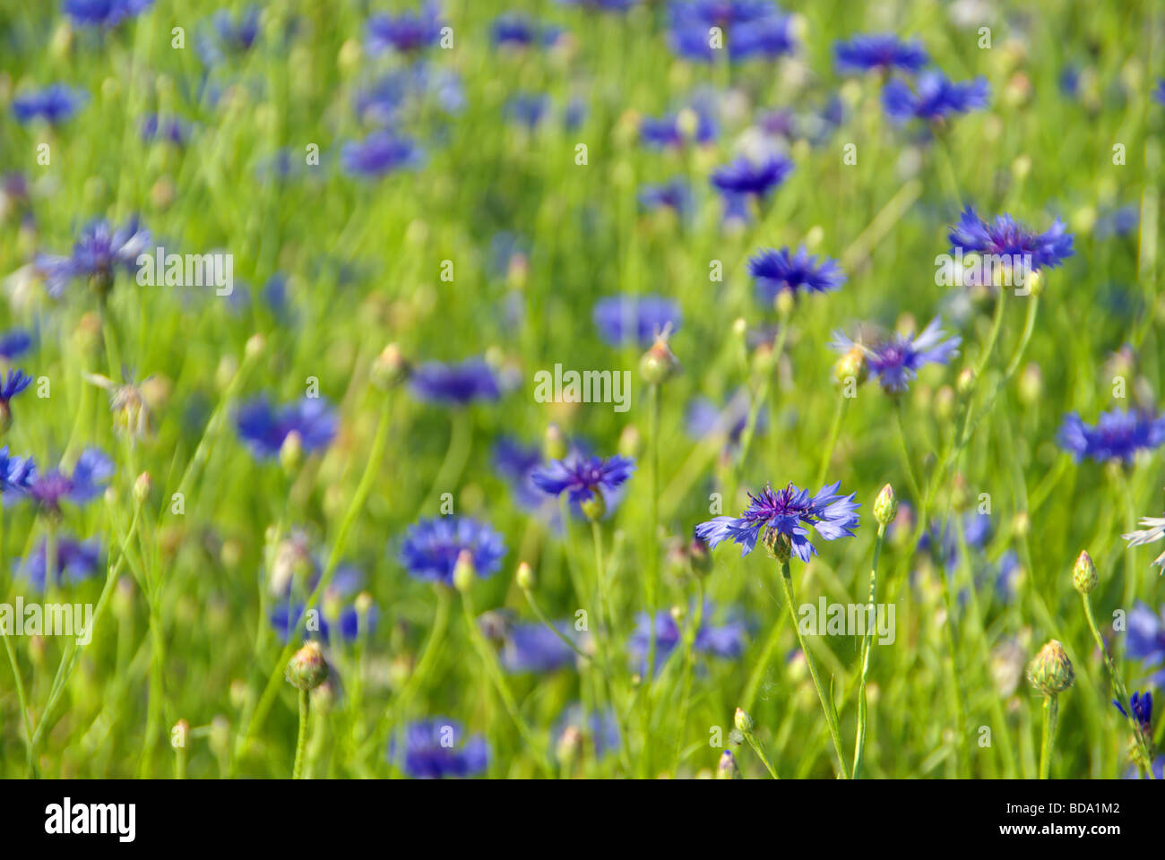 Cornflower seed hi-res stock photography and images - Alamy