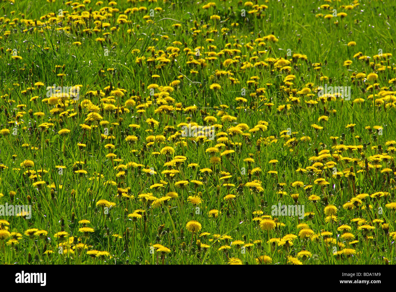 Löwenzahn dandelion 09 Stock Photo - Alamy