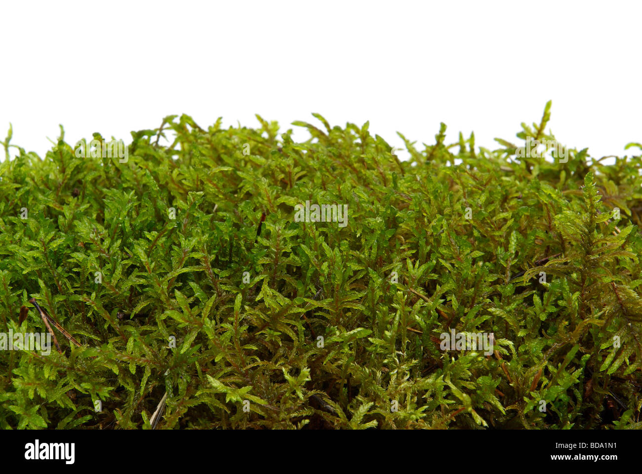 Moss backgrounds hi-res stock photography and images - Alamy