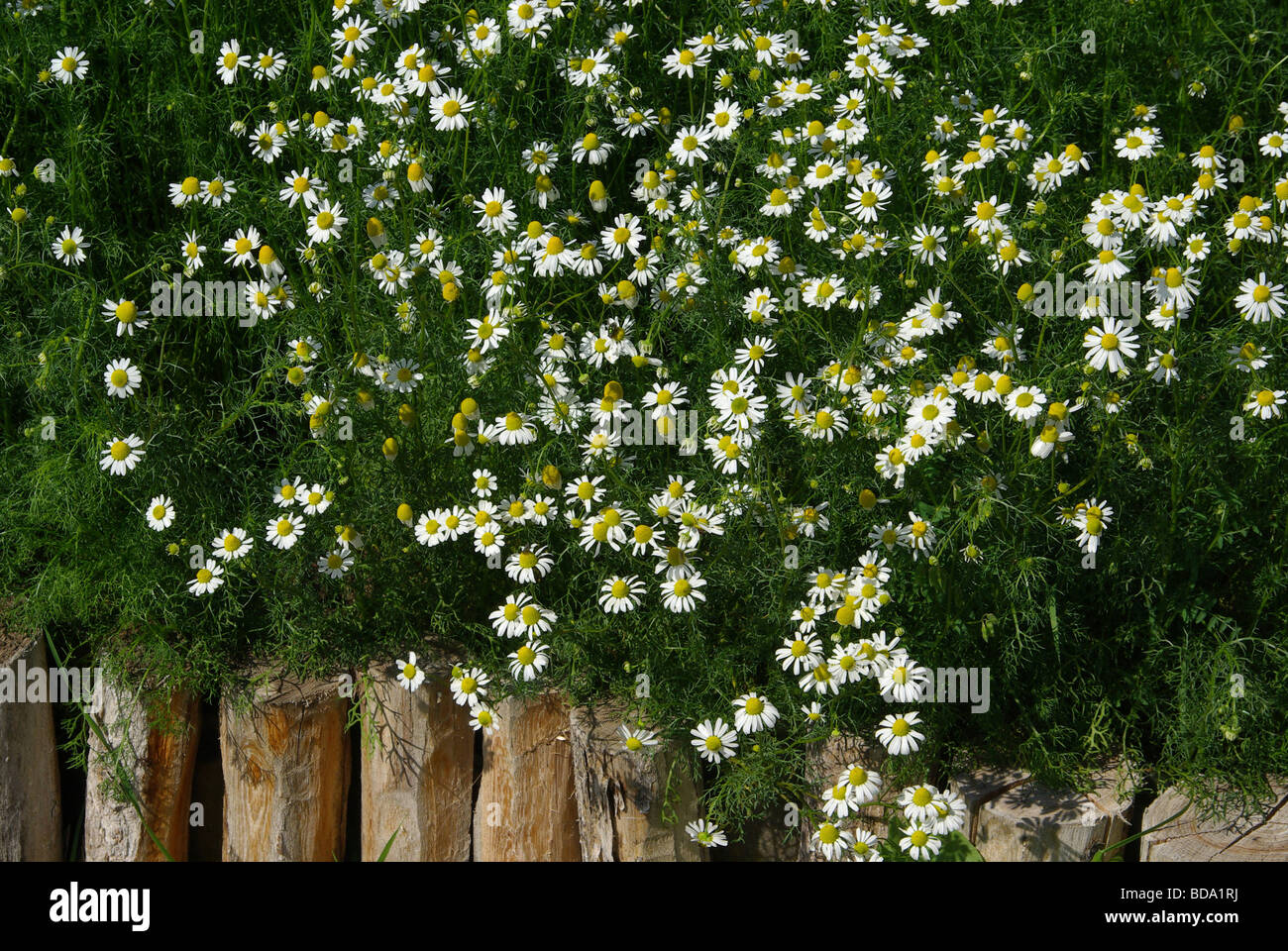 Kamillen hi-res stock photography and images - Alamy