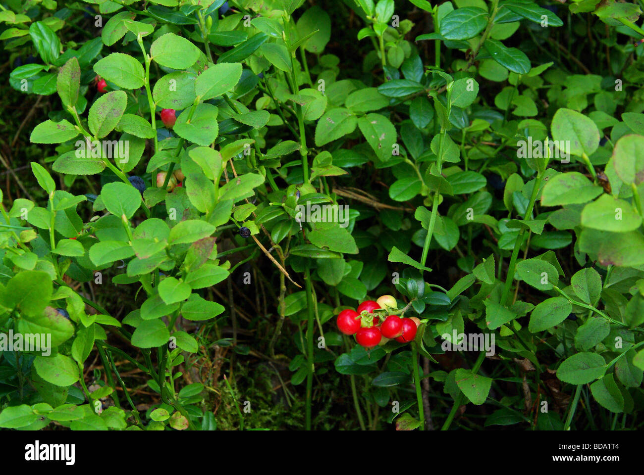 Cow berries hi-res stock photography and images - Alamy