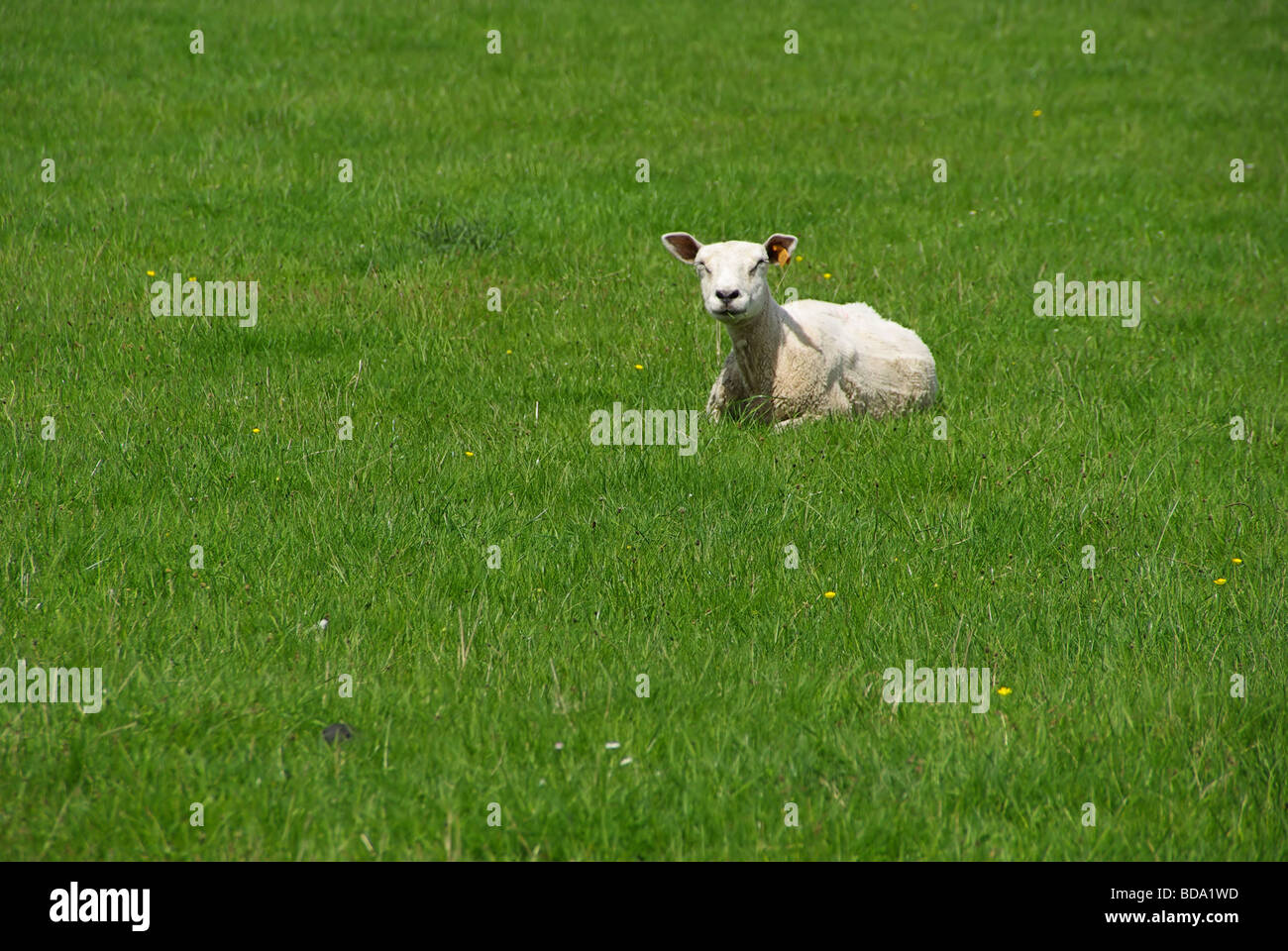 Schaf sheep 20 Stock Photo - Alamy