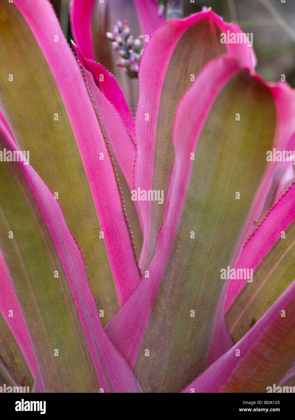 Bromeliad flower plant hi-res stock photography and images - Alamy