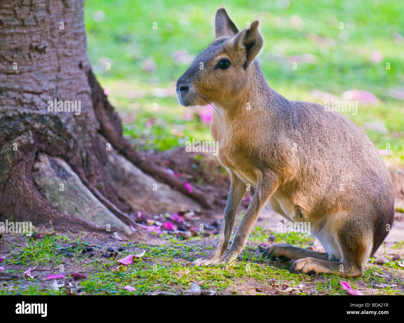 Mammal argentina rodent hi-res stock photography and images - Alamy