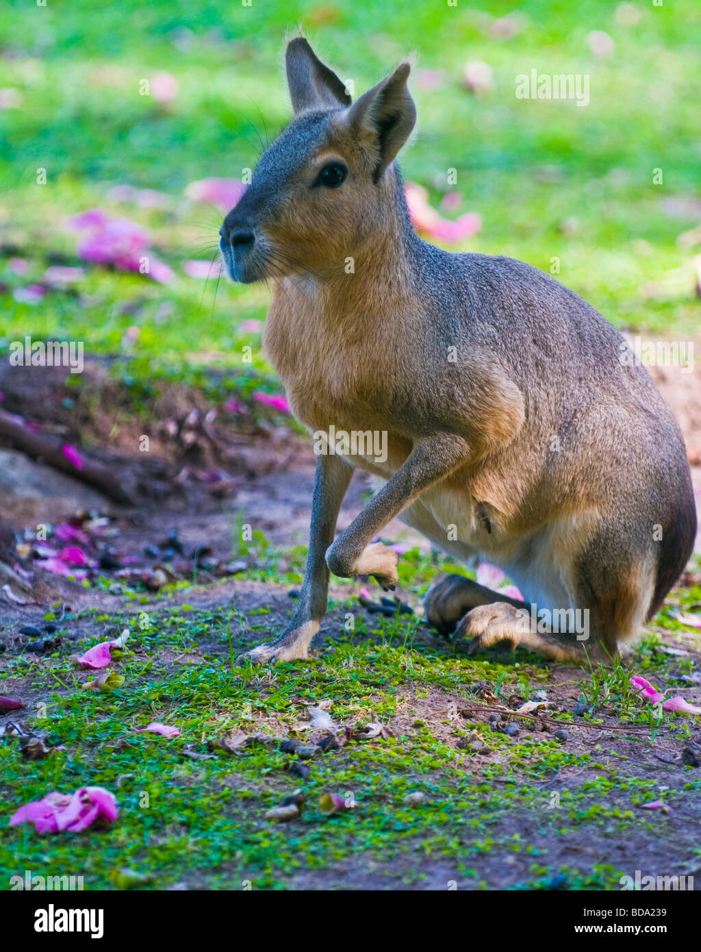 Mammal argentina rodent hi-res stock photography and images - Alamy