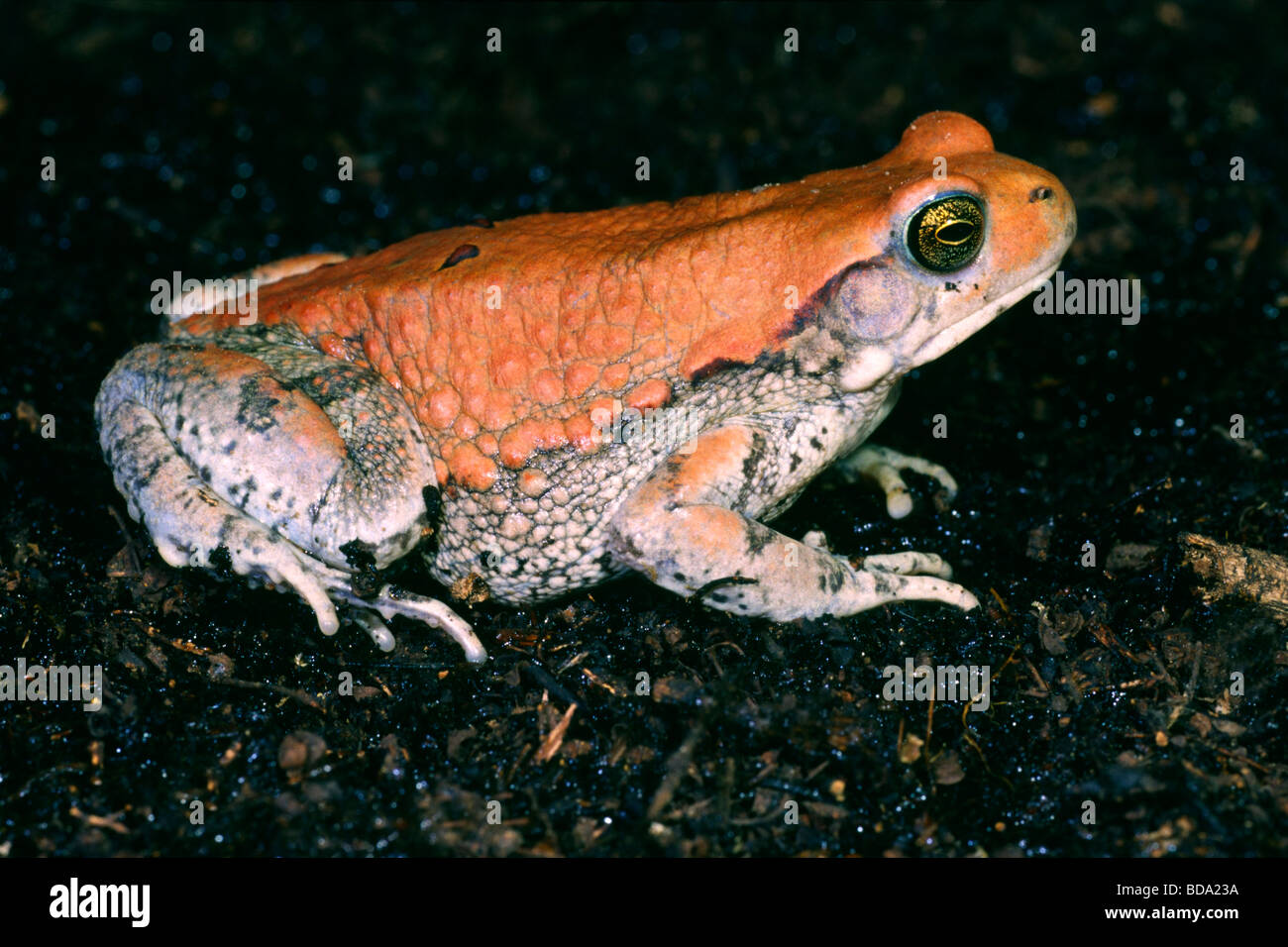 South african toad hi-res stock photography and images - Alamy