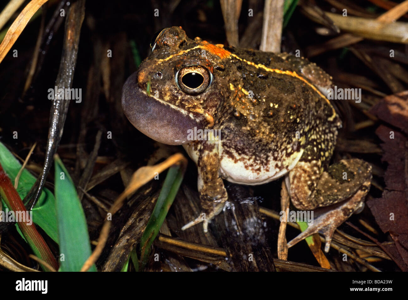 Male Tremolo sand frog (Tomopterna cryptotis) calling between ...