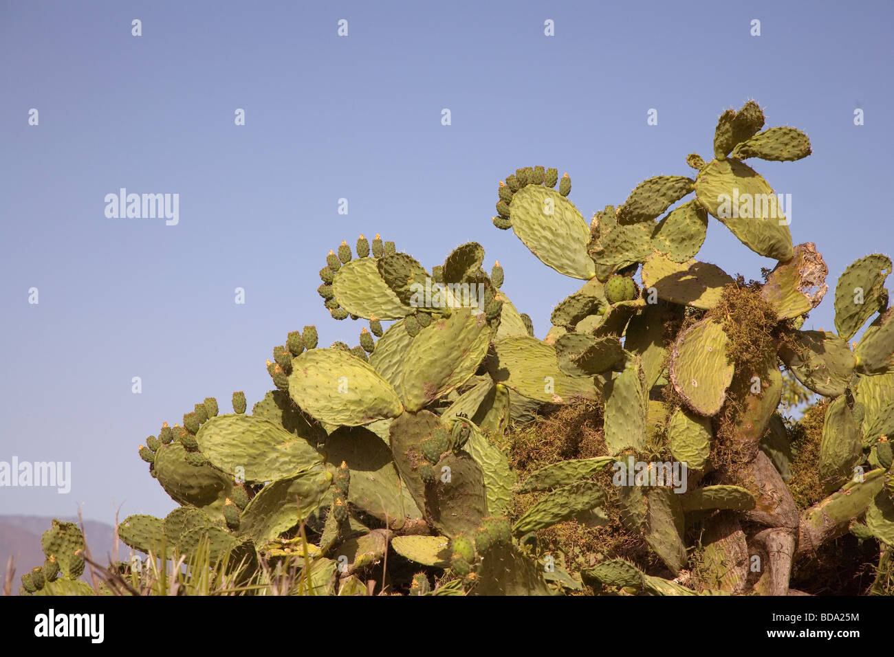 Prickly Pear Cactus Stock Photo - Alamy
