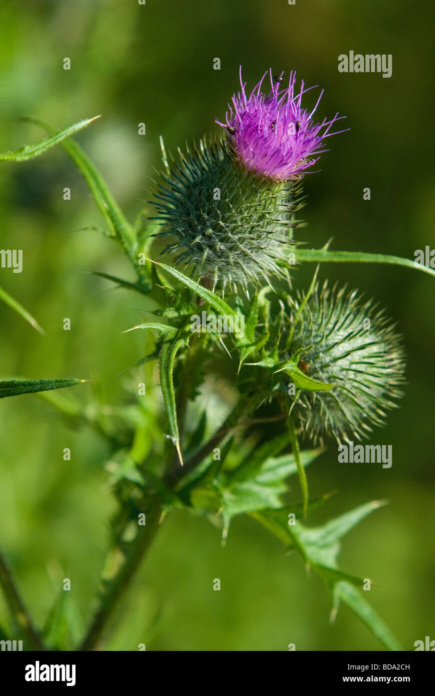 A Purple Flowered Spear Thistle Stock Photo - Alamy
