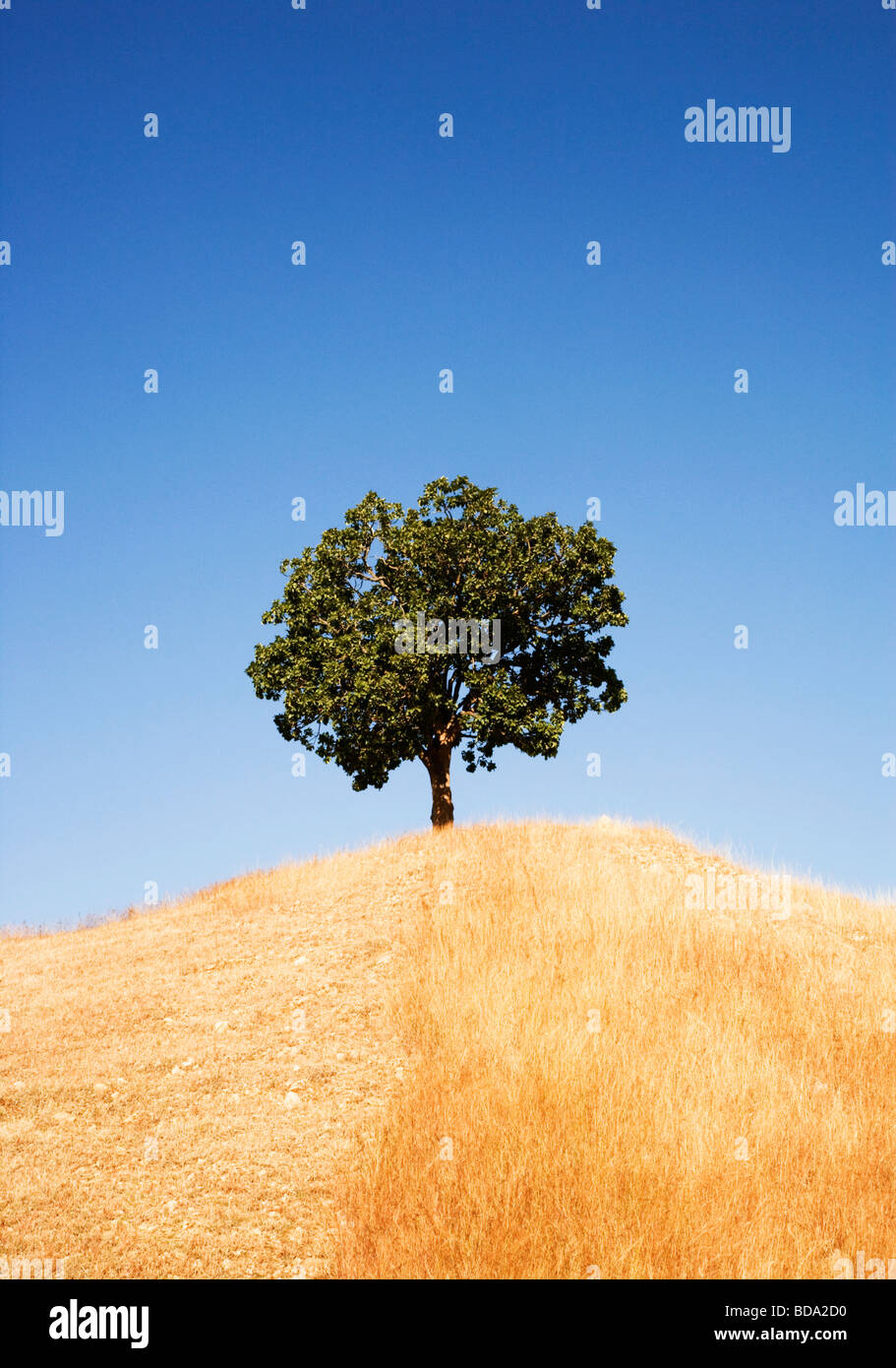Tree in an agriculture field, Kumbhalgarh, Udaipur, Rajasthan, India ...