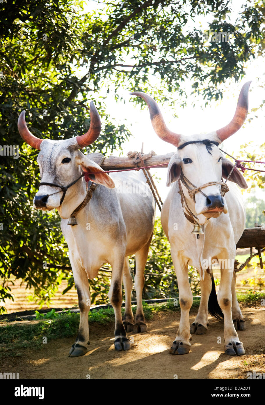 Indian irrigation system hi-res stock photography and images - Alamy