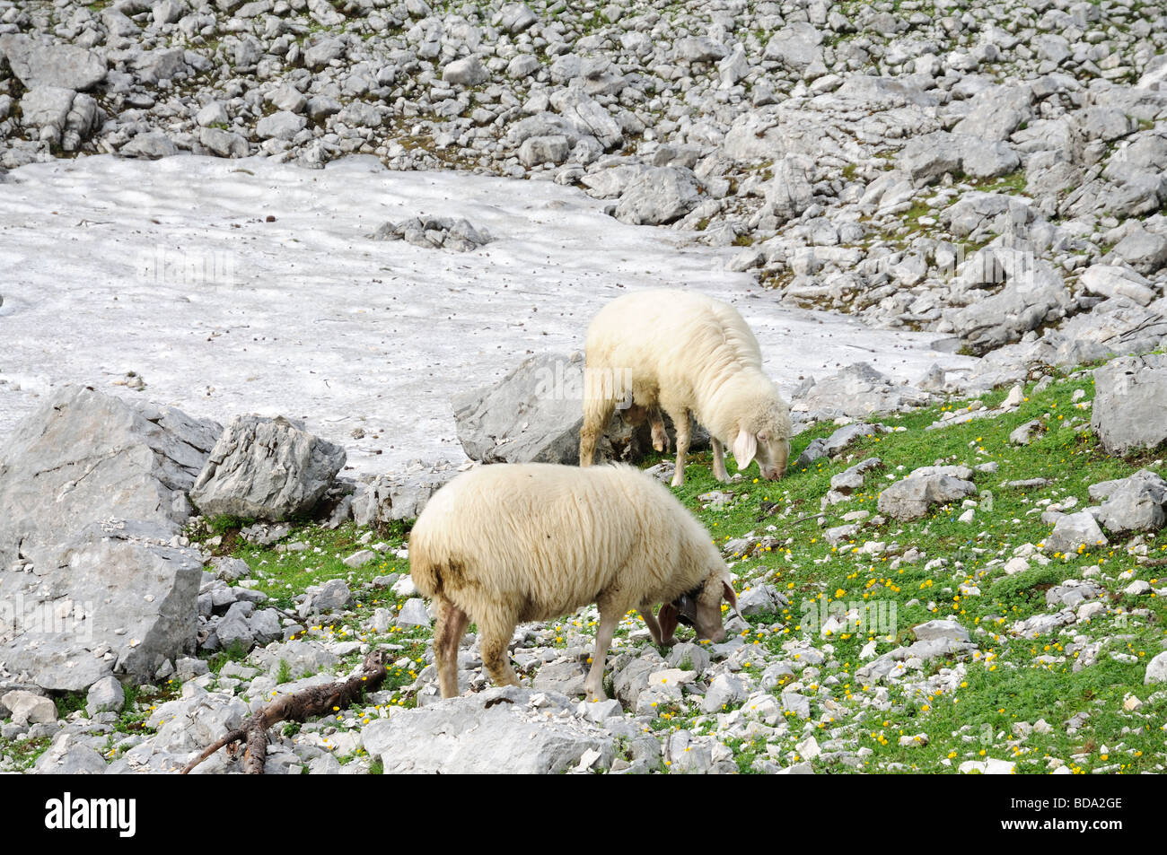 Alpine sheep hi-res stock photography and images - Alamy