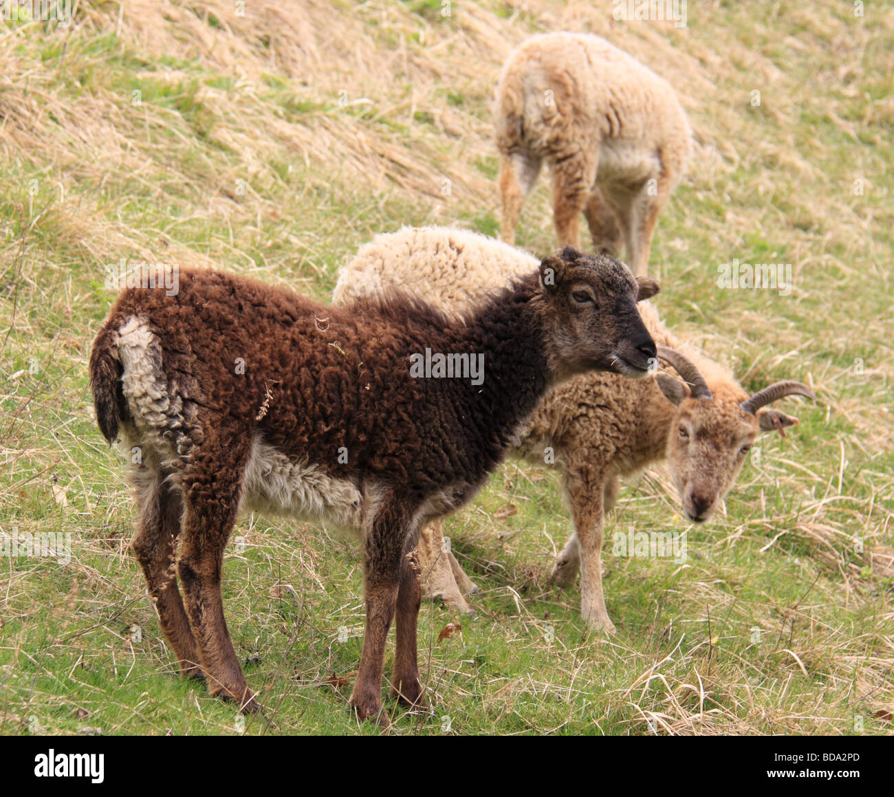 Soay sheep hi-res stock photography and images - Alamy