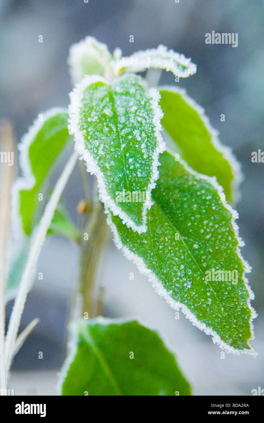 Frosted edge to leaf hi-res stock photography and images - Alamy