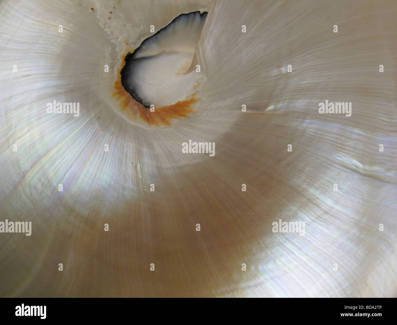 Sea shell hi-res stock photography and images - Alamy