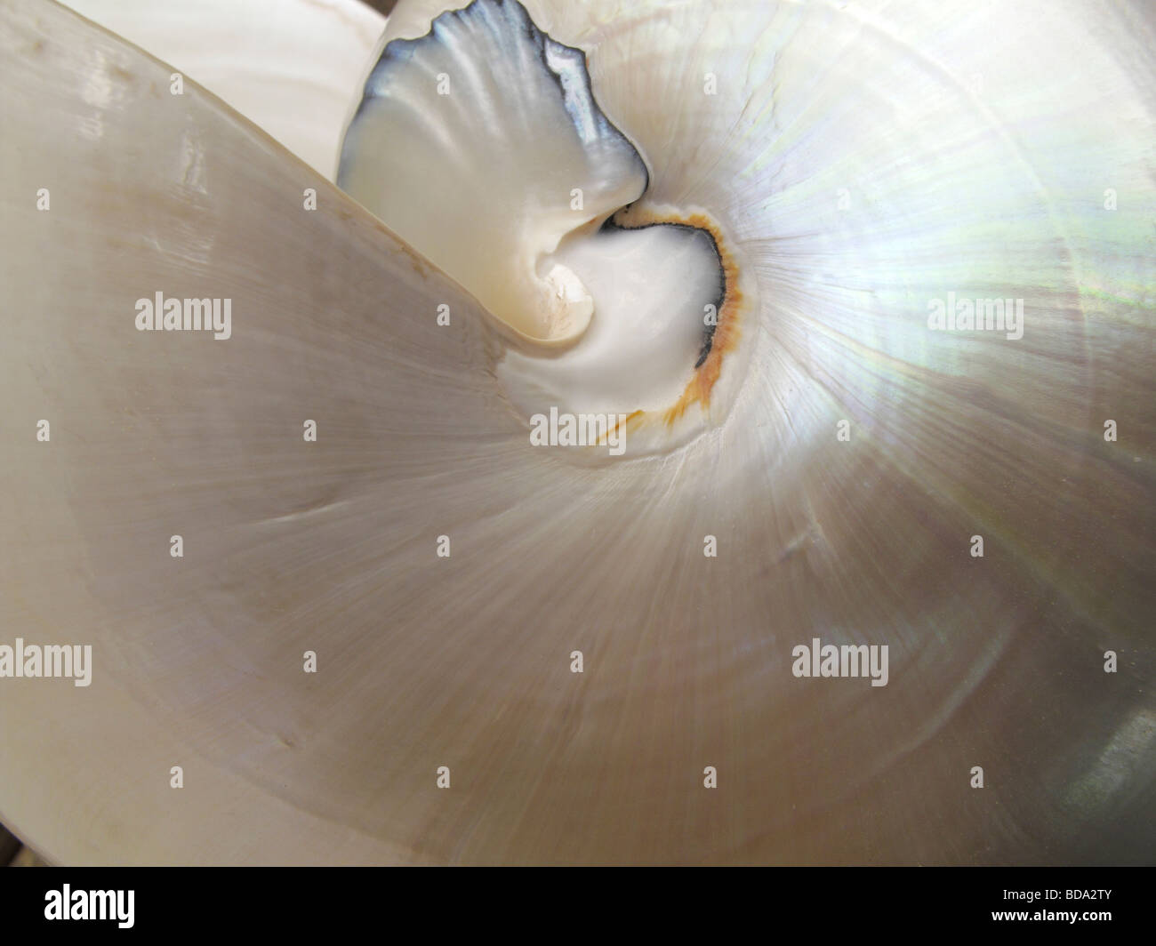 Exotic Sea Shell Stock Photo - Alamy