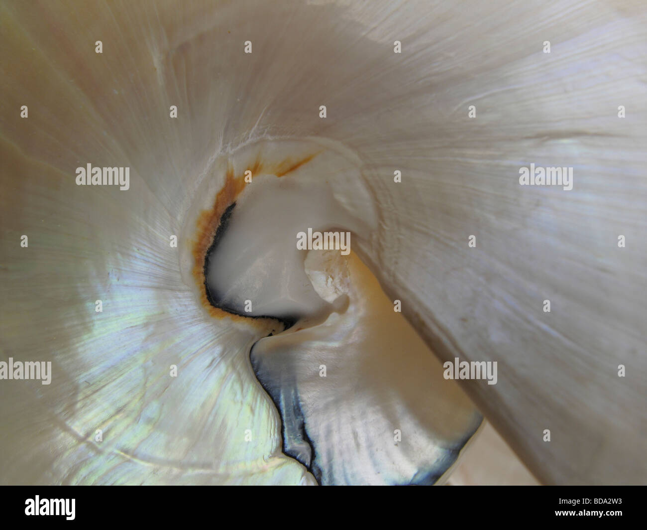 Calcite shell hi-res stock photography and images - Alamy