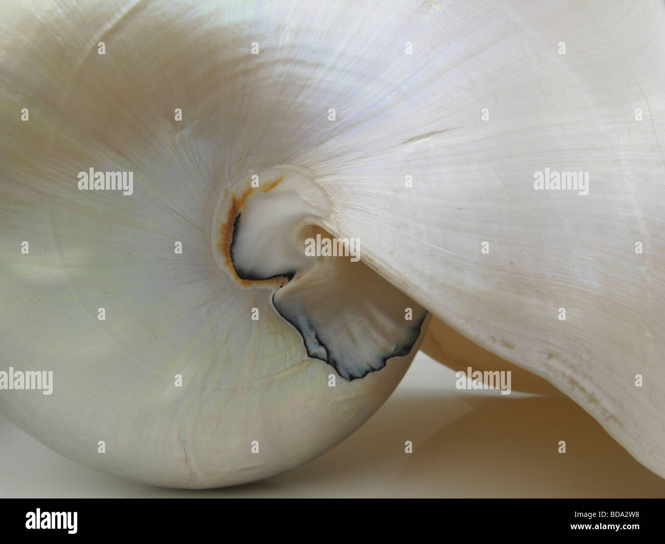 Calcite shells hi-res stock photography and images - Alamy