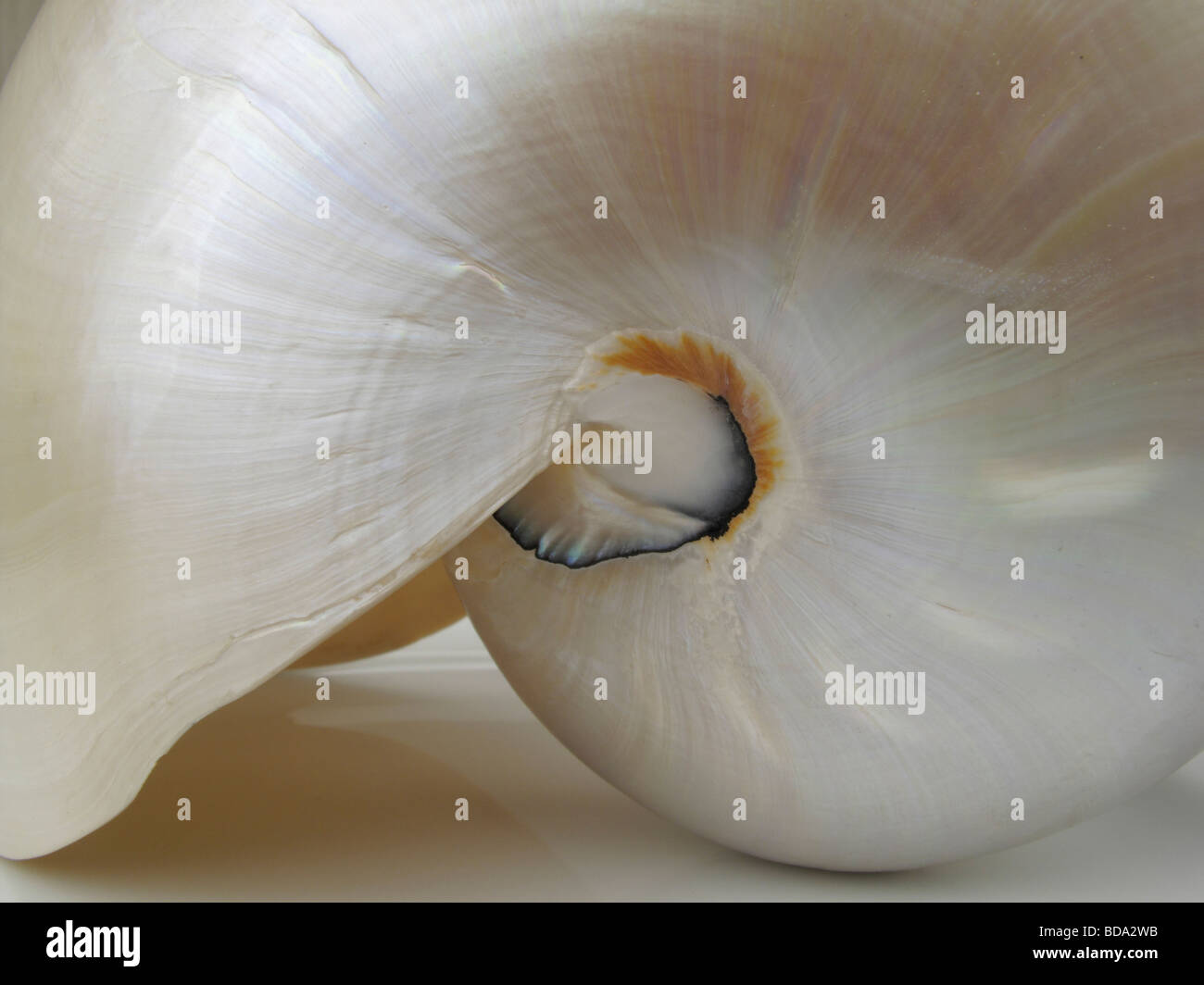 Exotic Sea Shell on White Background Stock Photo - Alamy
