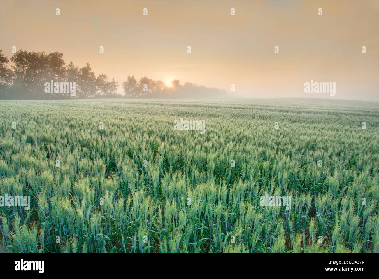 Wheat Field in Fog at Dawn Stock Photo - Alamy