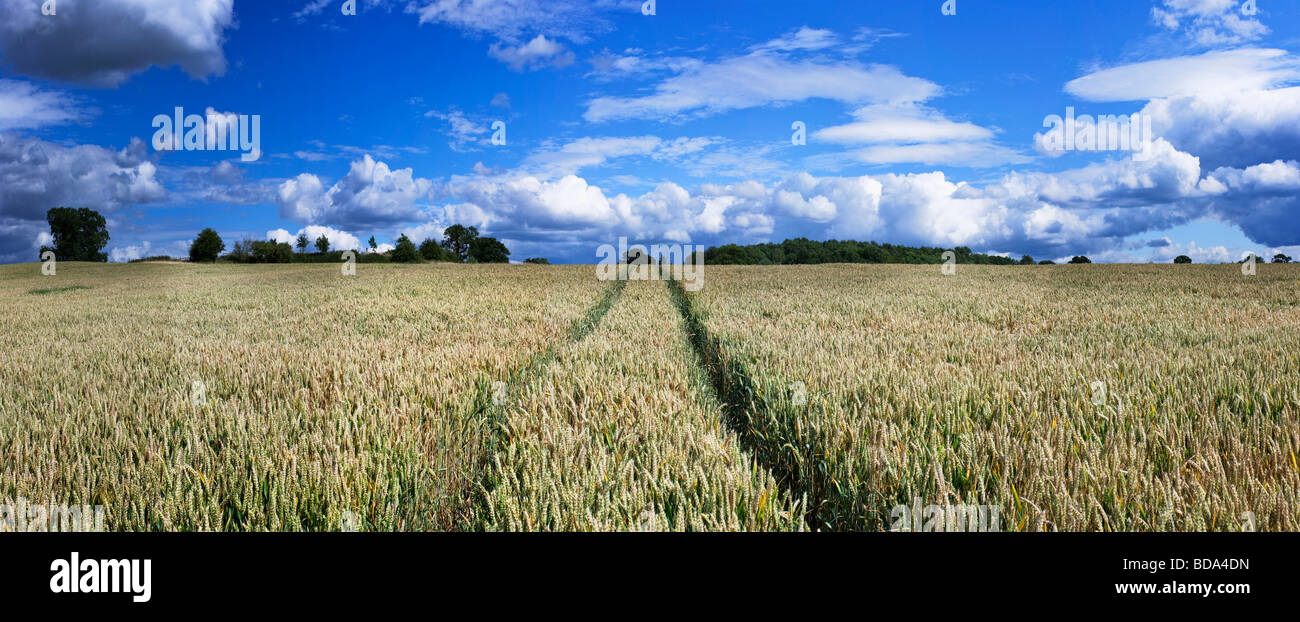 crops growing in a field Stock Photo - Alamy