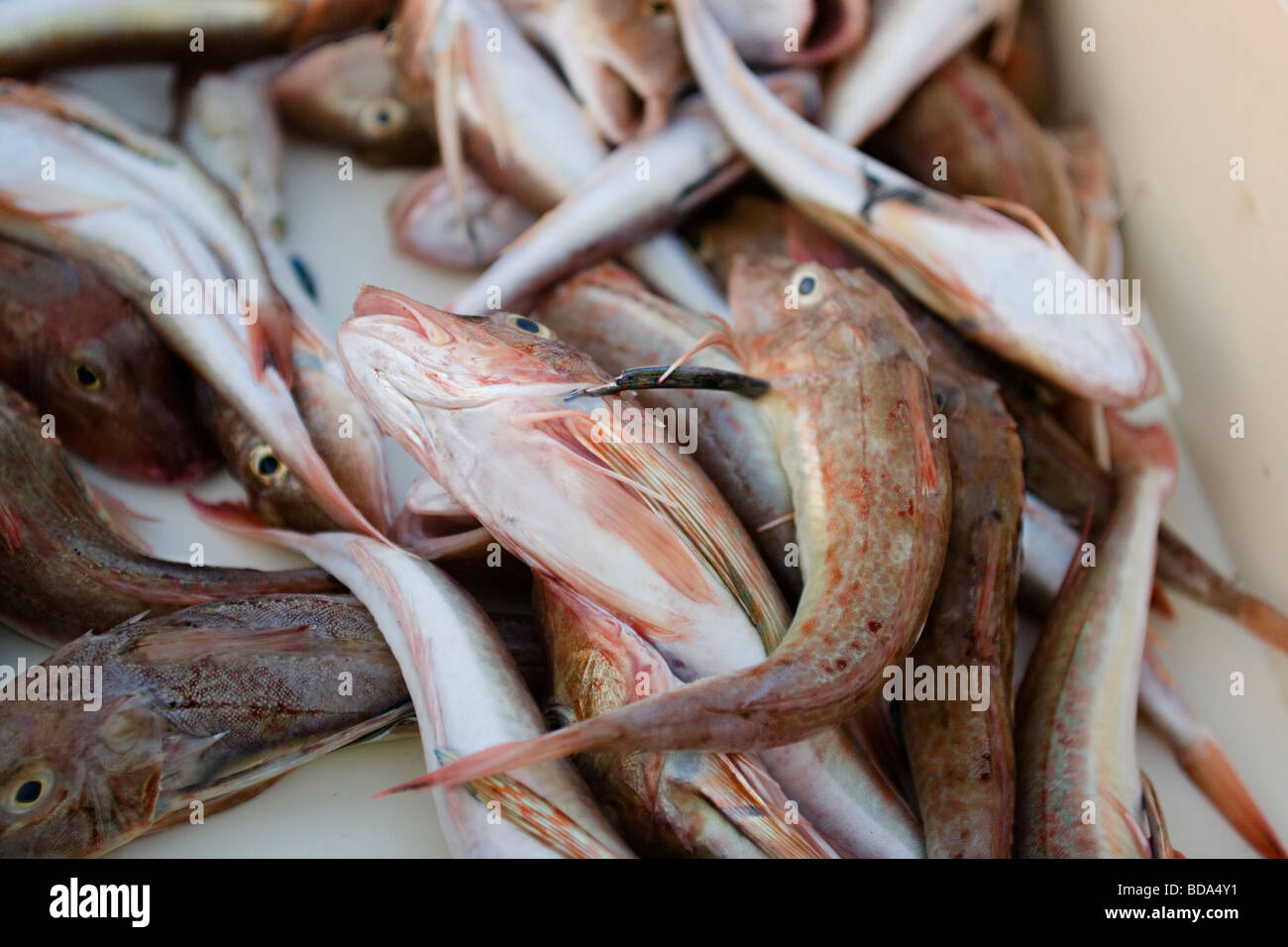 Fish after fishing hi-res stock photography and images - Alamy
