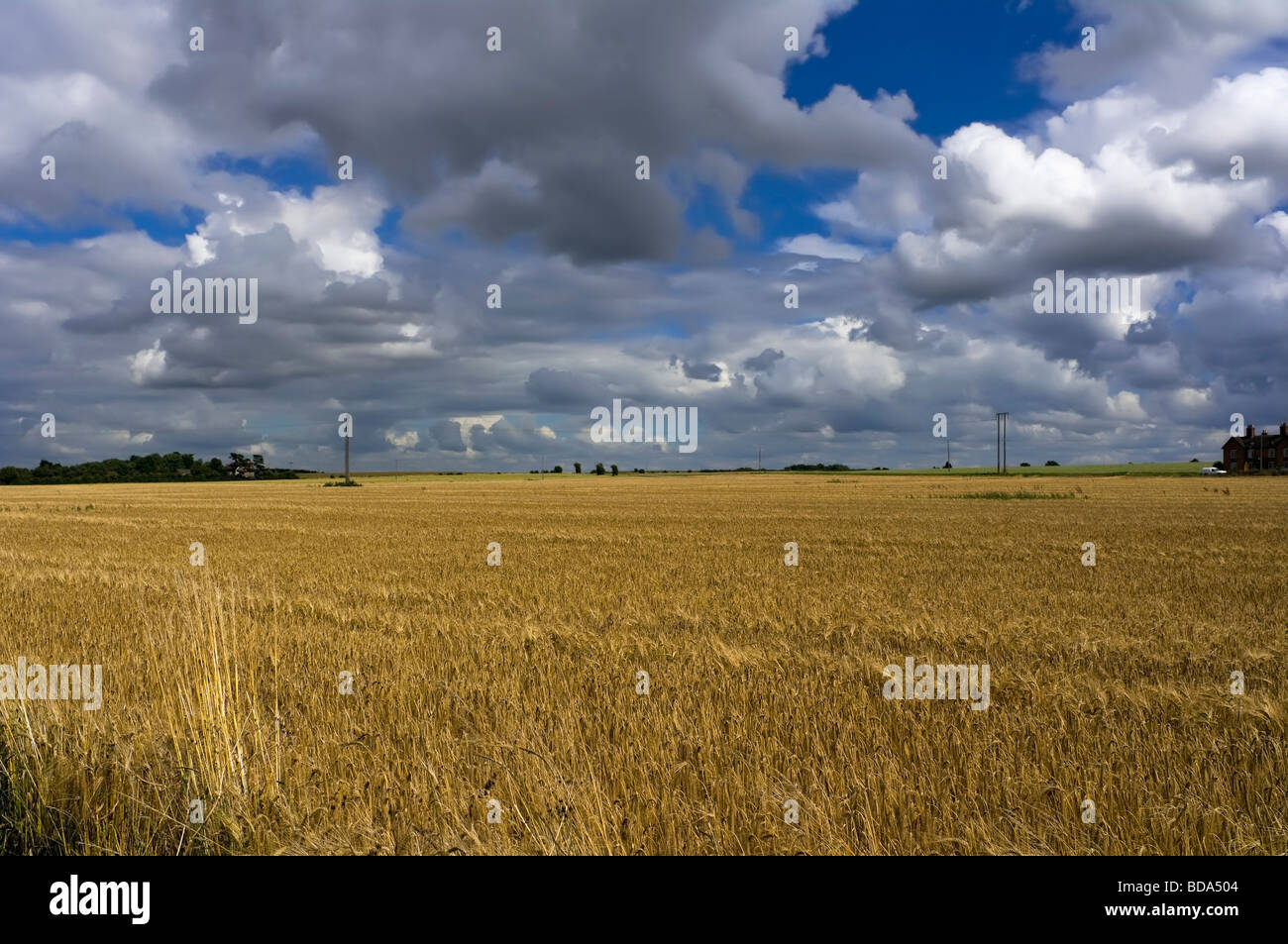 crops growing in a field Stock Photo - Alamy