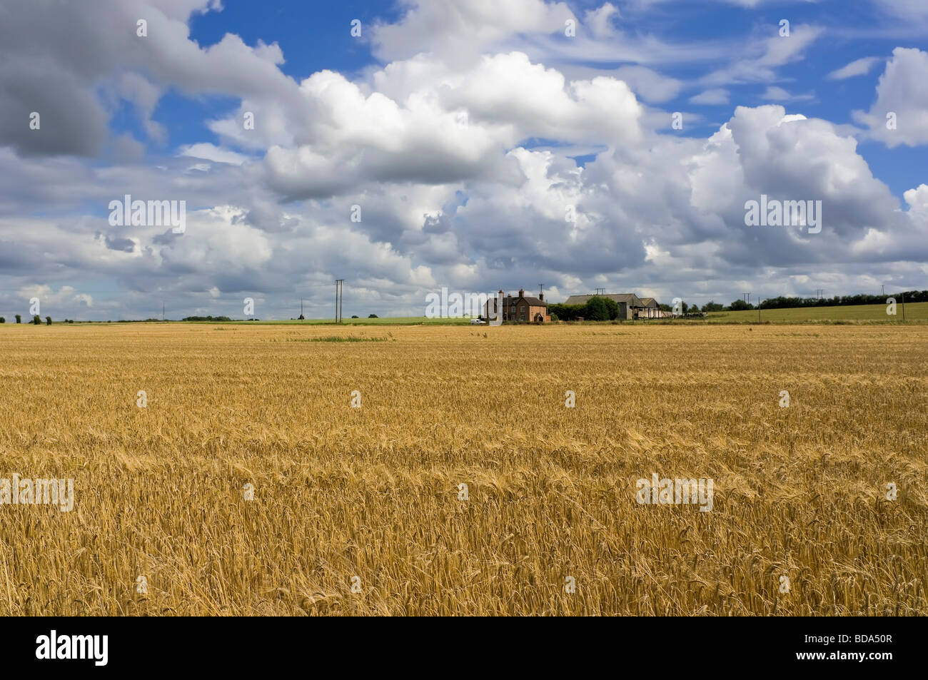 crops growing in a field Stock Photo - Alamy