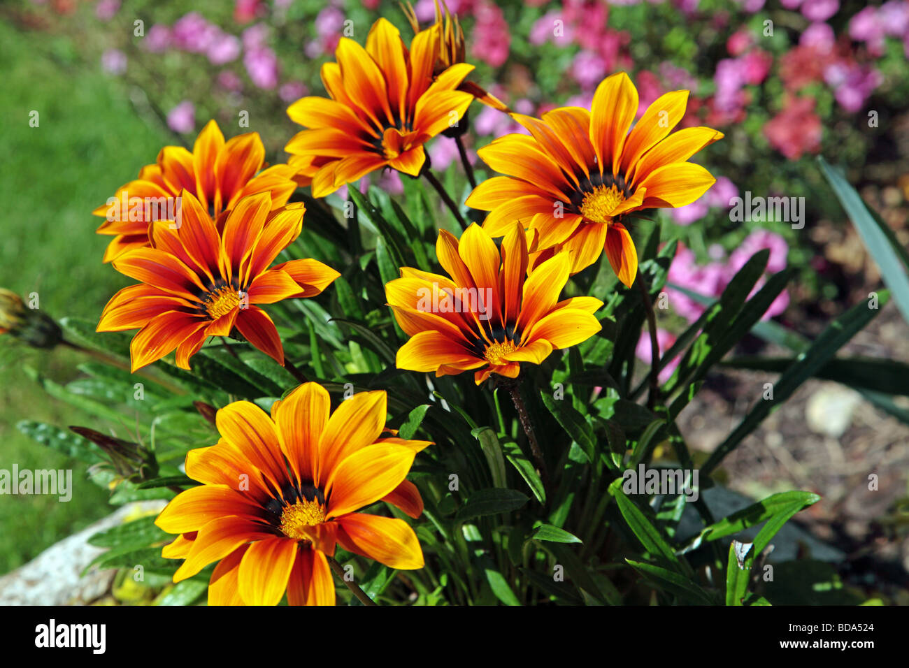 Colourful Gazania flowers in full bloom Stock Photo - Alamy