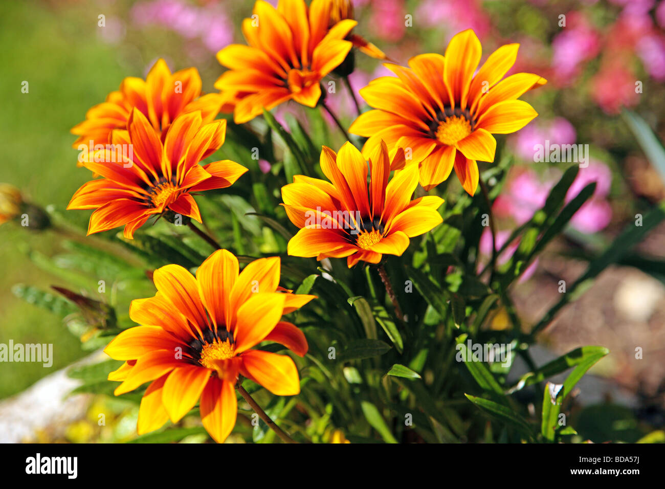 Gazania pot hi-res stock photography and images - Alamy