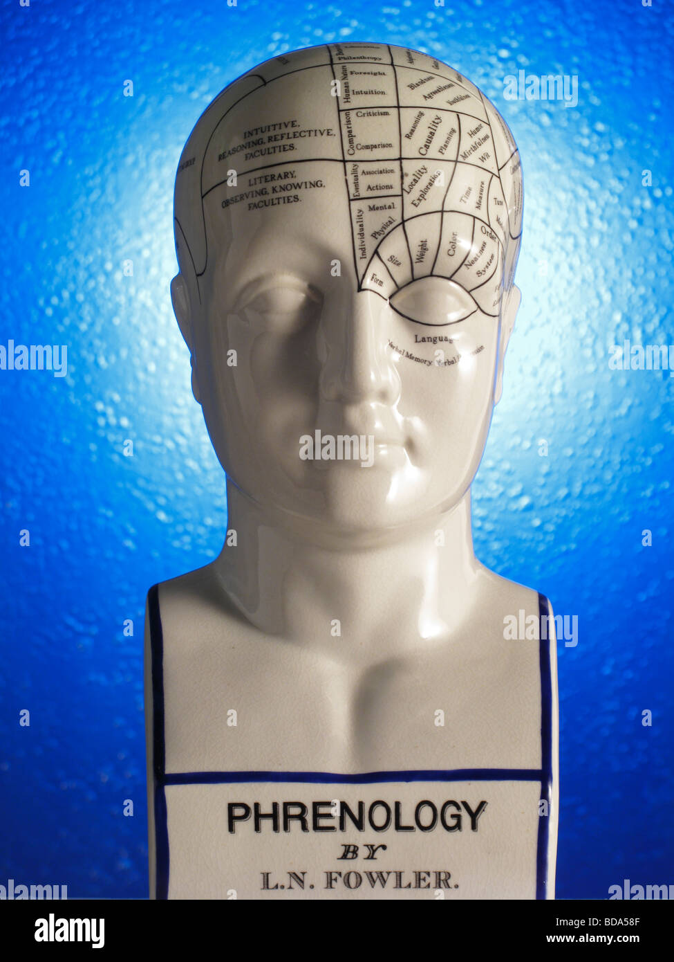 Phrenology head hi-res stock photography and images - Alamy