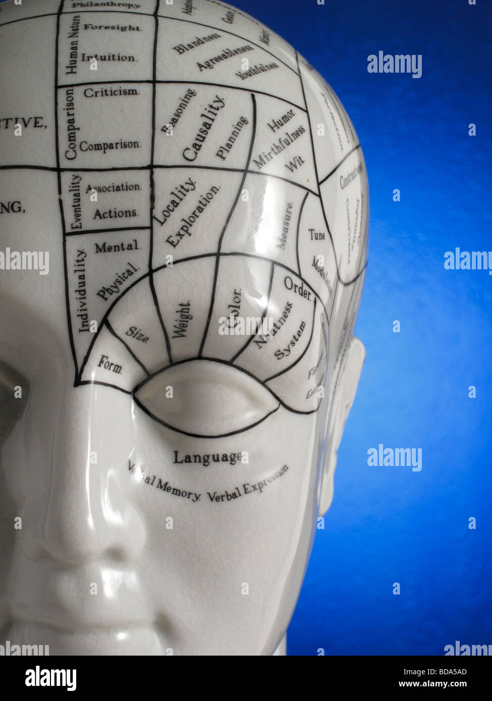 Close up phrenology head diagram hi-res stock photography and images ...