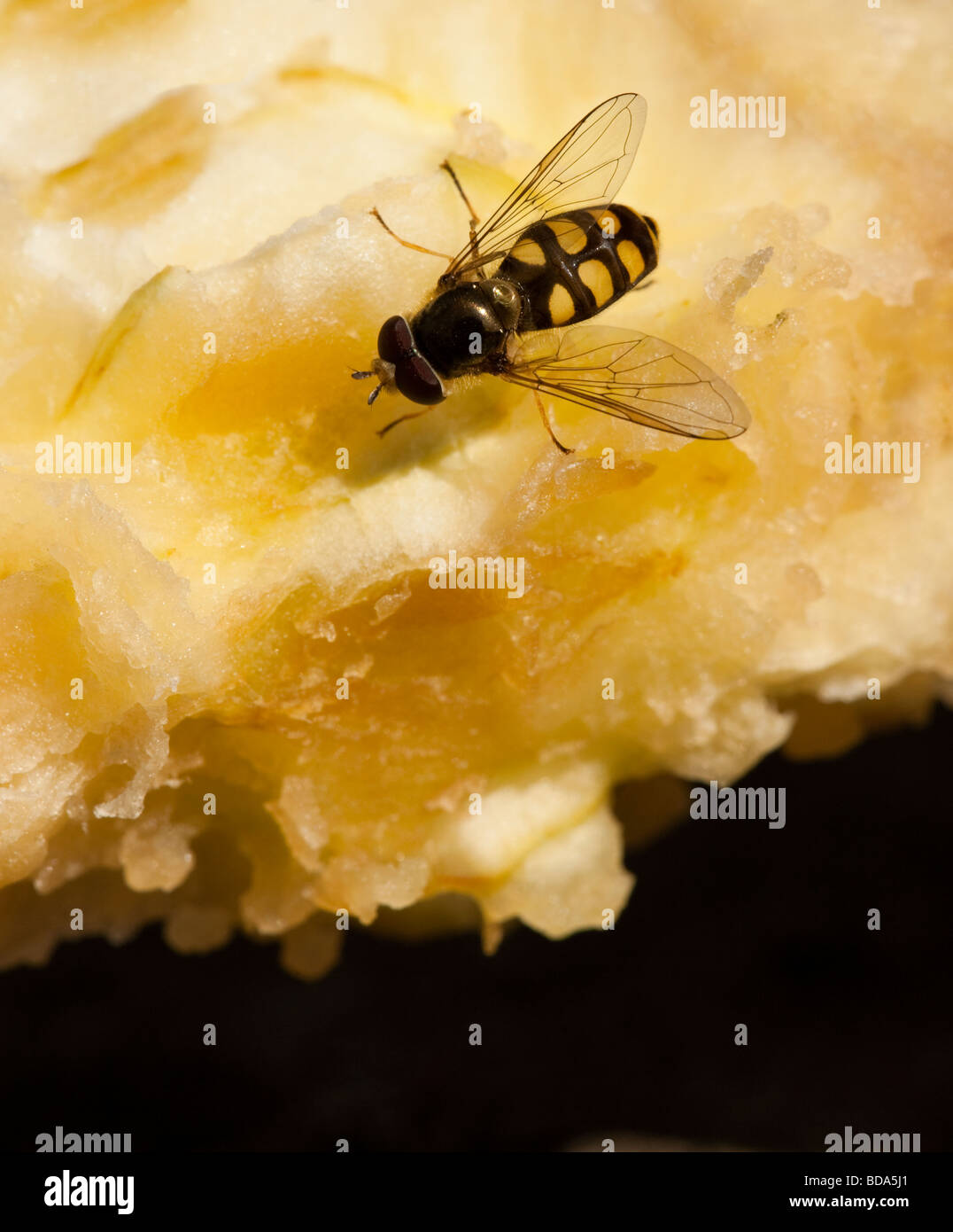 Fly eating apple core hi-res stock photography and images - Alamy