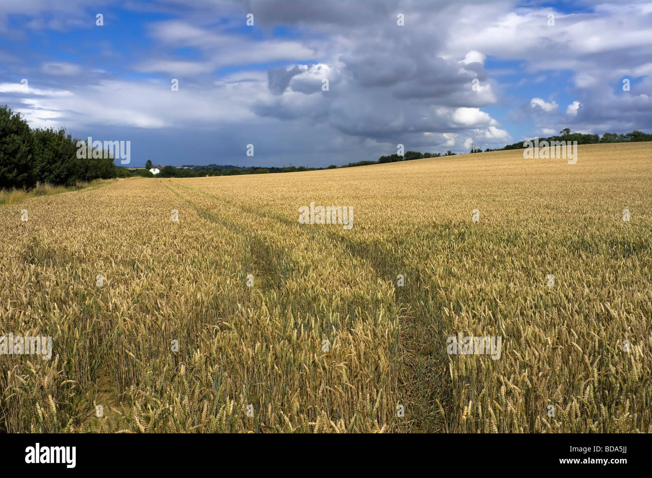crops growing in a field Stock Photo - Alamy