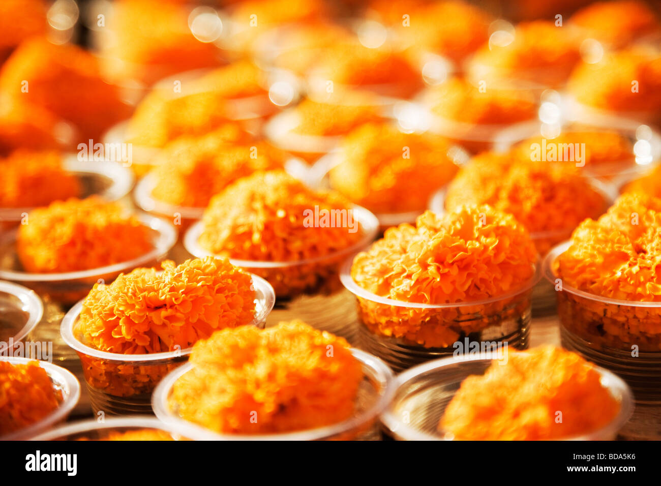 Marigold orange india hi-res stock photography and images - Alamy