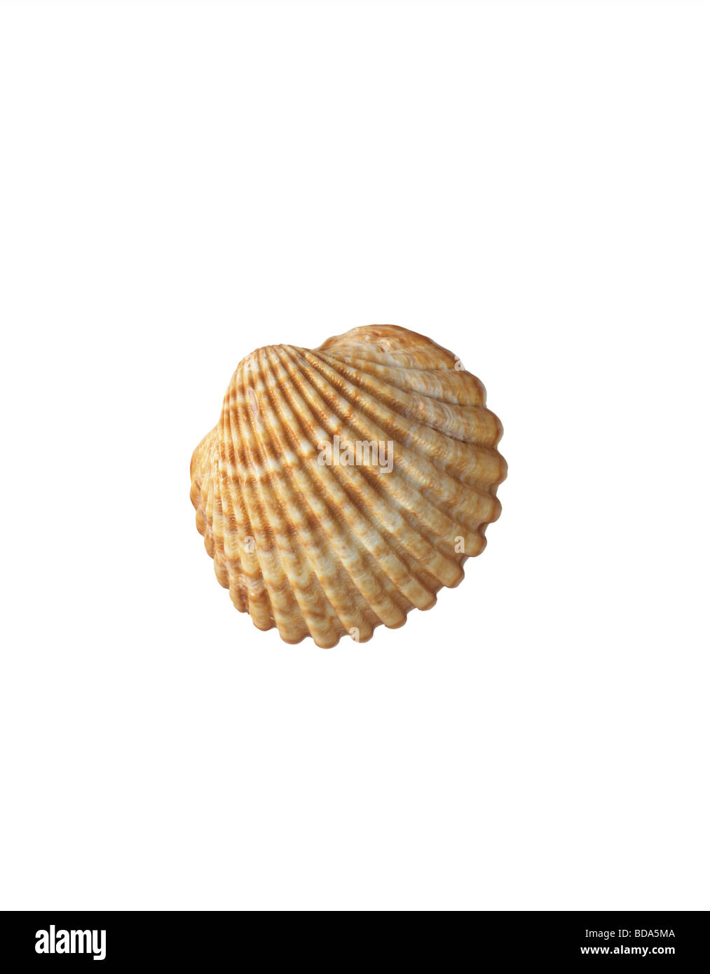 seashell, sea shell, marine molluscs, beach, seaside Stock Photo - Alamy