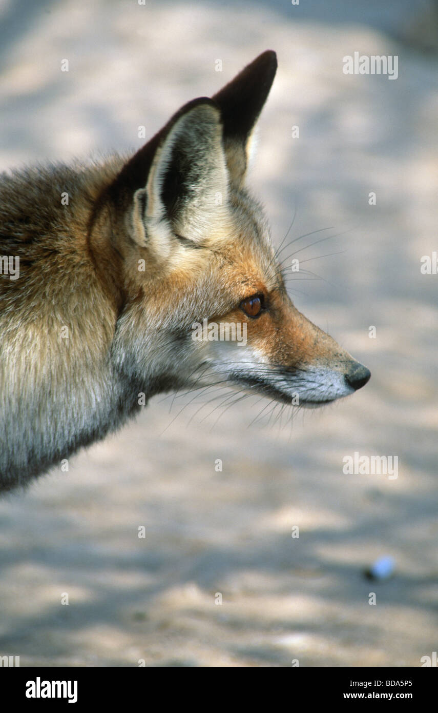 Desert Fox High Resolution Stock Photography and Images - Alamy