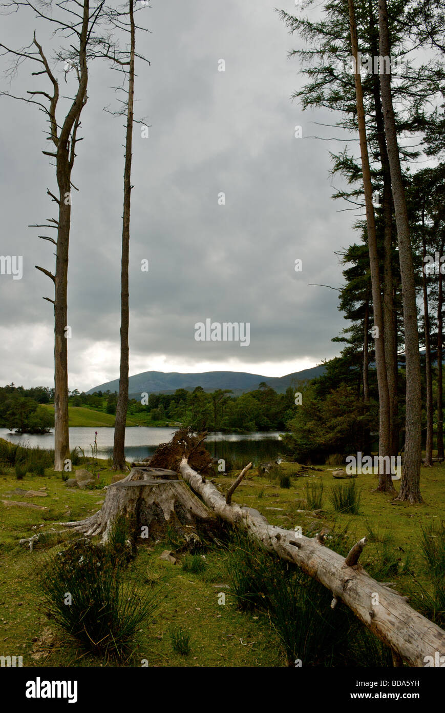 fallen trees, tarn hows Stock Photo - Alamy