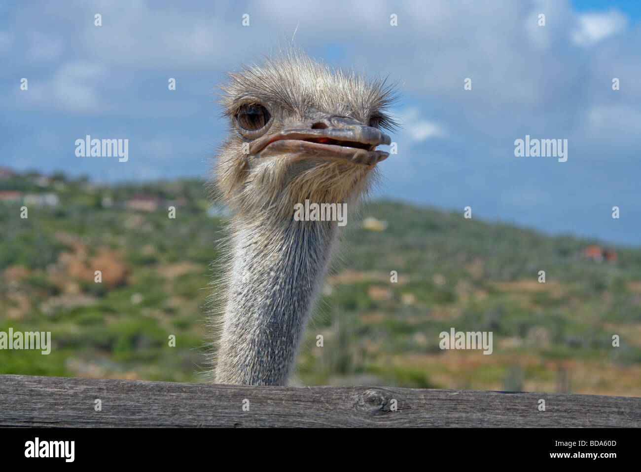 Ostrich Staring at You Stock Photo - Alamy