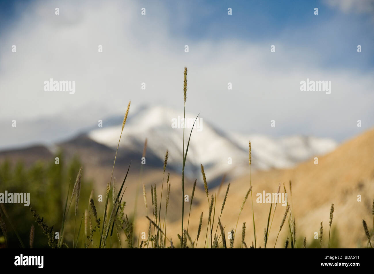 Close-up of grass, Leh, Ladakh, Jammu and Kashmir, India Stock Photo ...