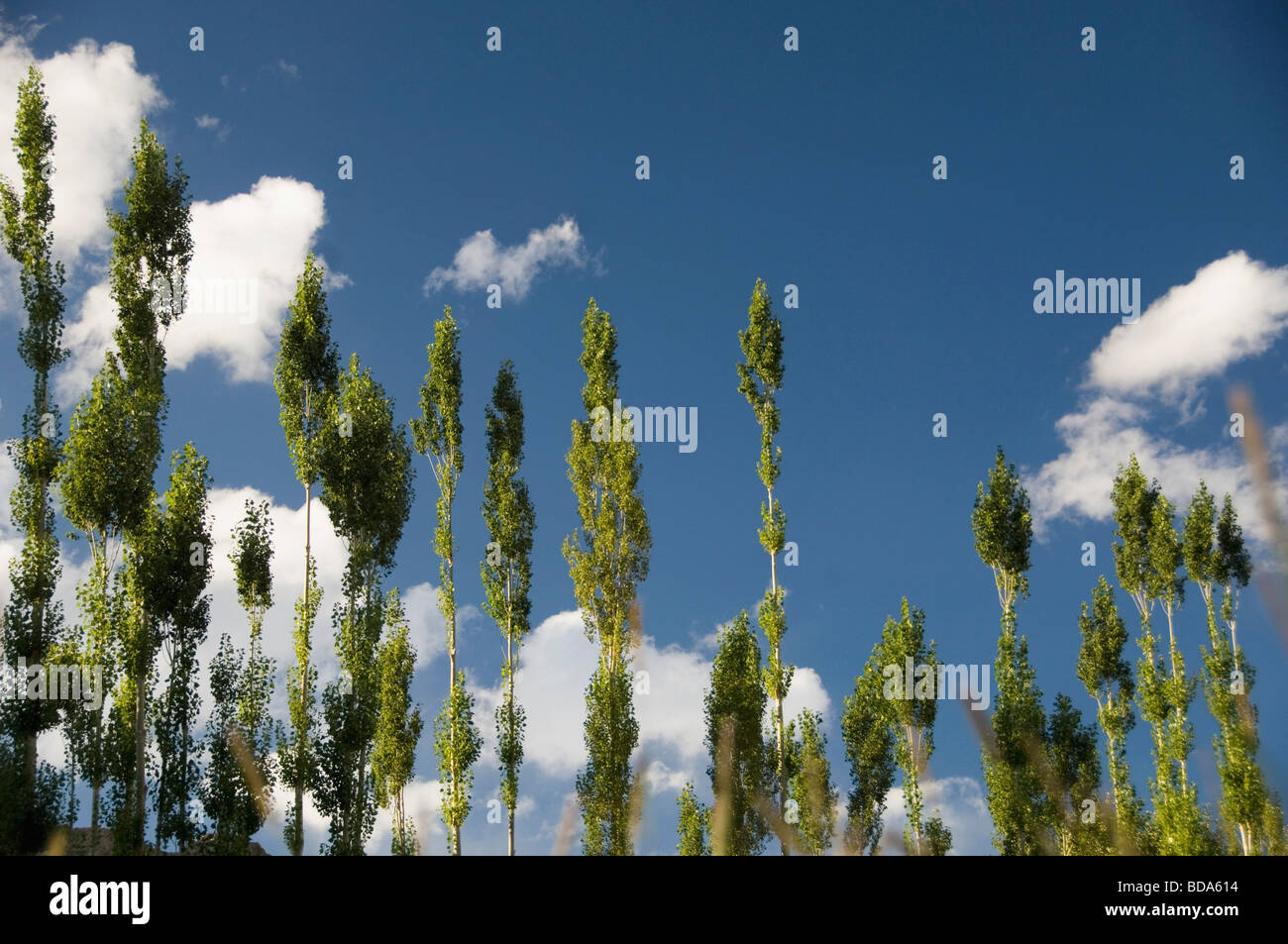 Trees in a field, Leh, Ladakh, Jammu and Kashmir, India Stock Photo - Alamy