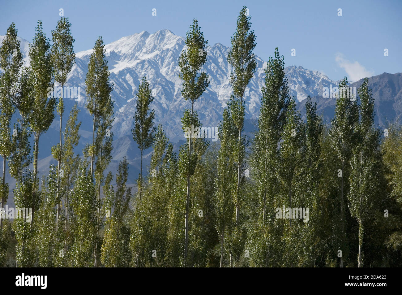 Trees in front of mountains, Sindhu Darshan Site, Leh, Ladakh, Jammu ...