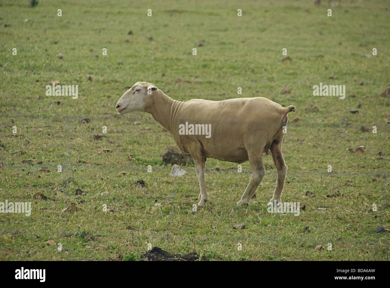 Schaf sheep 23 Stock Photo - Alamy