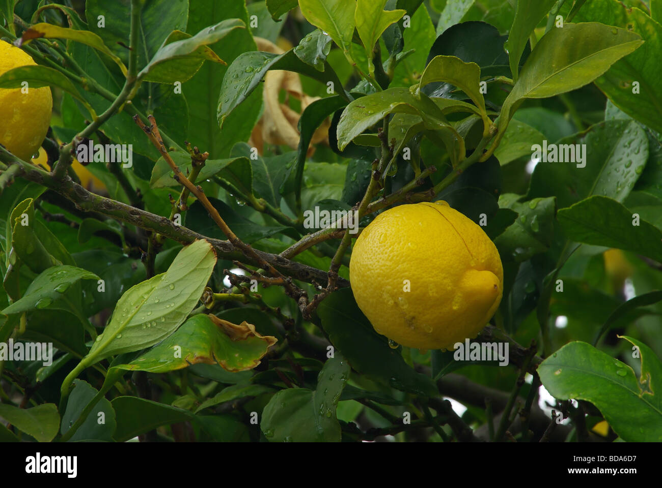 Lemon Plantation High Resolution Stock Photography and Images - Alamy
