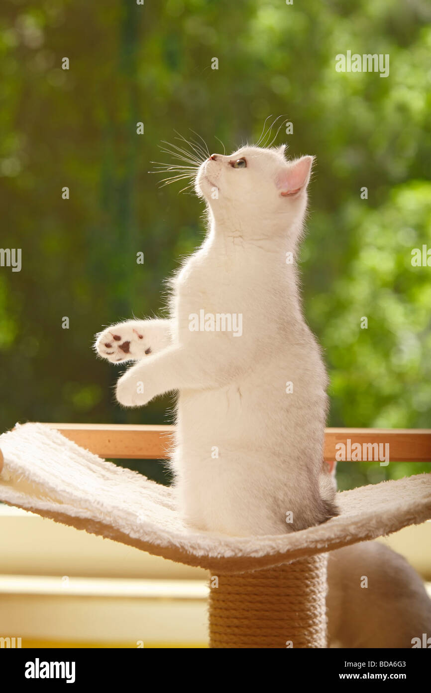 British Shorthair Cat kitten silver shaded Stock Photo - Alamy