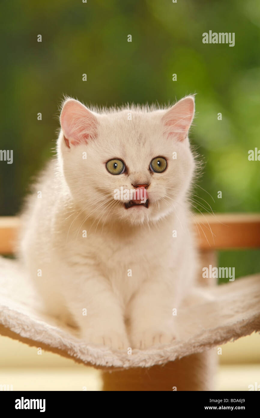 British Shorthair Cat kitten silver shaded Stock Photo - Alamy