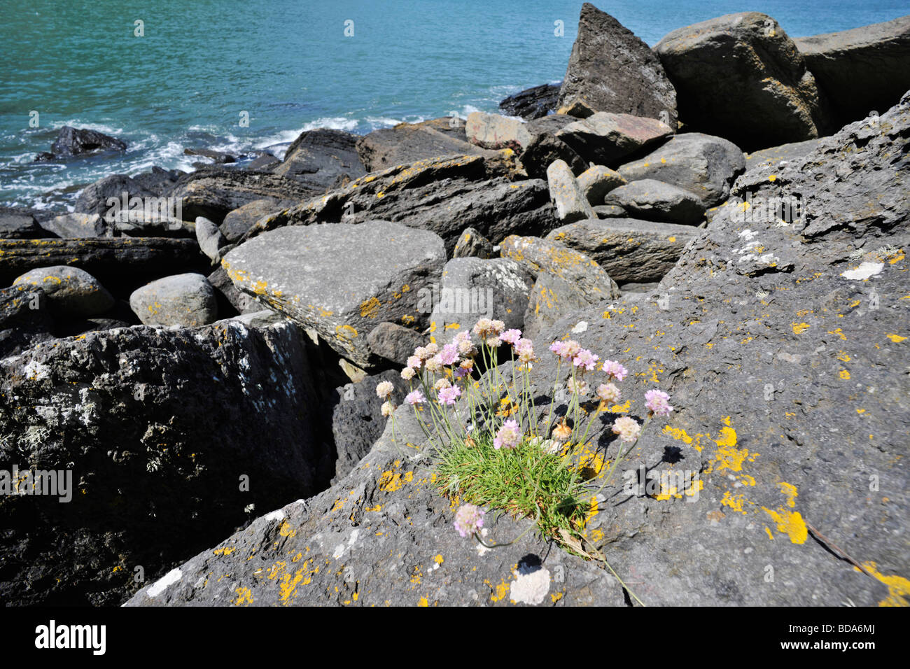 cove bay sea ocean ocean cliff cliffs headland lyn abbey lynton ...